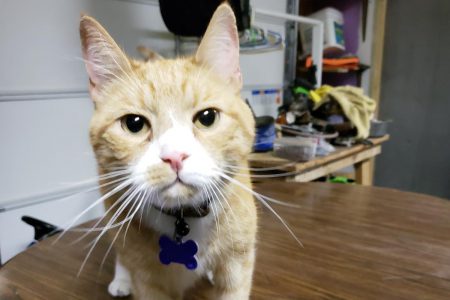 Merrick Boulevard Animal Hospital | Veterinarian in Jamaica, NY